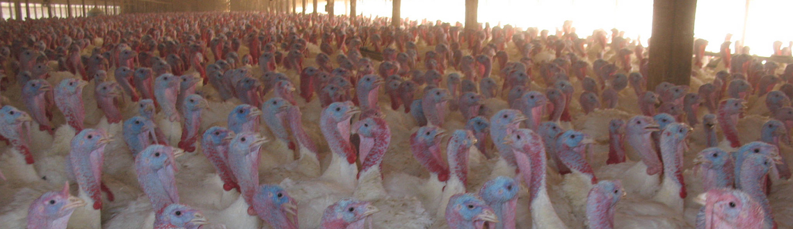 Industrial Animal Agriculture