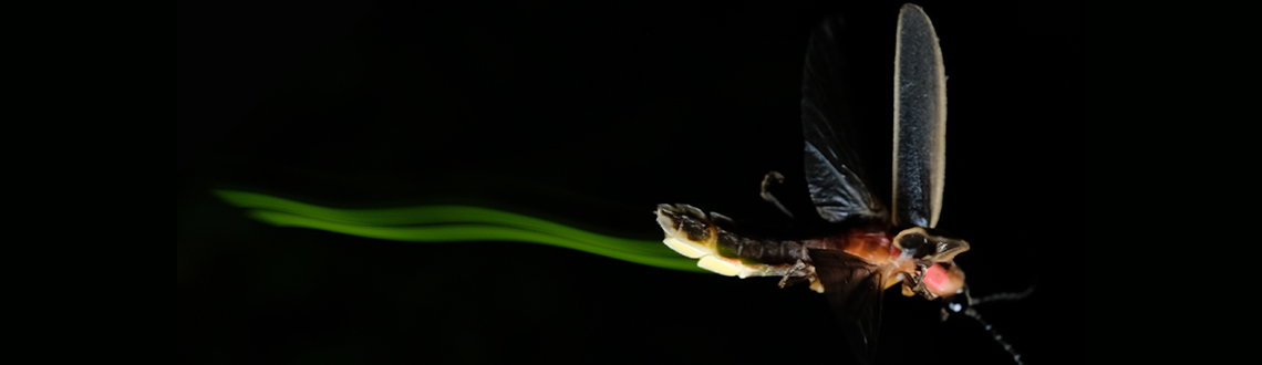 Fireflies