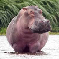 Center for Biological Diversity