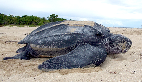 Leatherback sea turtle