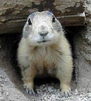 Utah prairie dog