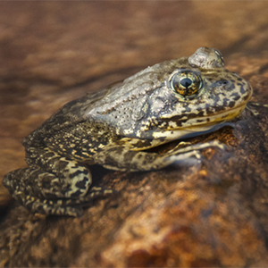 Center for Biological Diversity