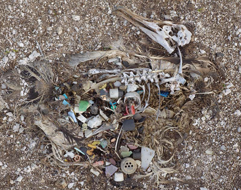 Albatross Bird Plastic