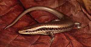 Endangered Species Act Protection Sought for 9 Rare Caribbean Lizards