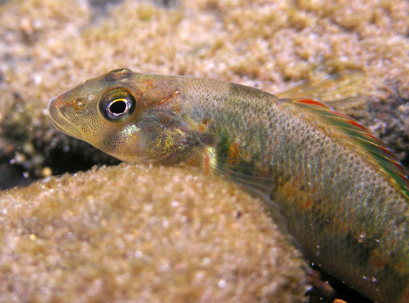 Candy Darter Fish Wins Endangered Species Act Protection in Virginia ...