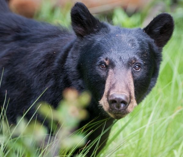 Population and Sustainability