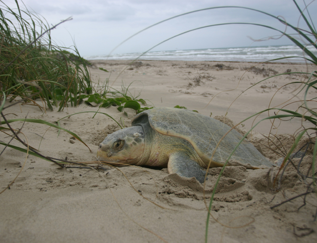 Kemp's ridley sea turtle