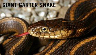 Giant garter snake